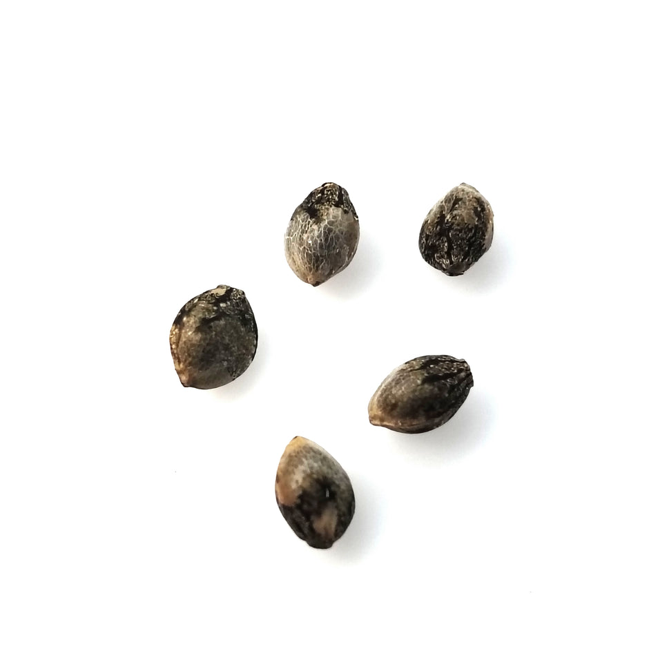 BEANS/CLONES – GALACTIC BUDZ